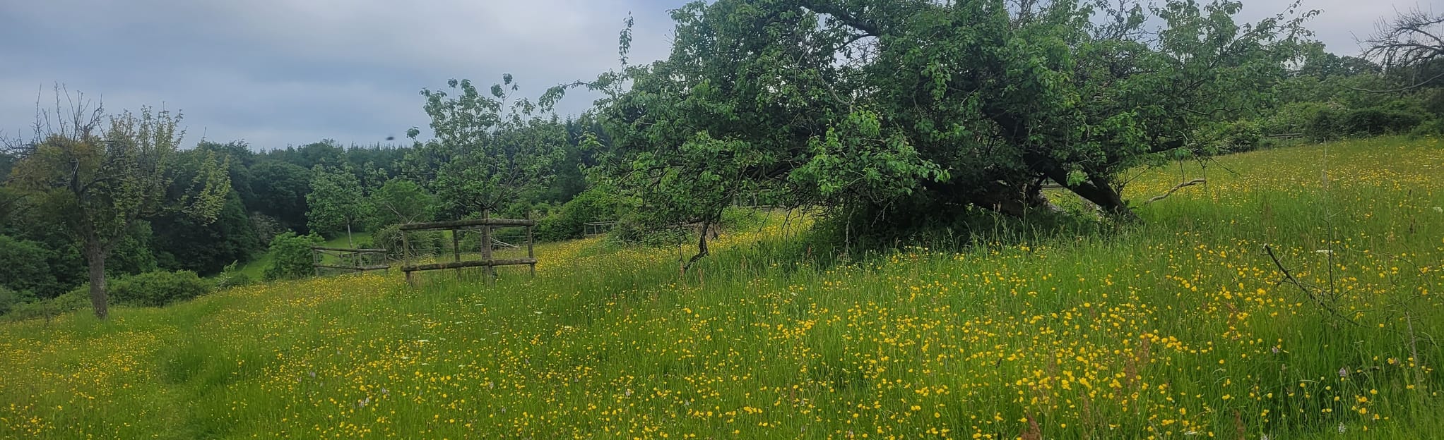 Haugh Wood Circular, Herefordshire, England - 49 Reviews, Map | AllTrails