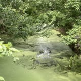 Graham Swamp Trail, Florida - 358 Reviews, Map | AllTrails