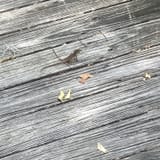 Graham Swamp Trail, Florida - 358 Reviews, Map | AllTrails