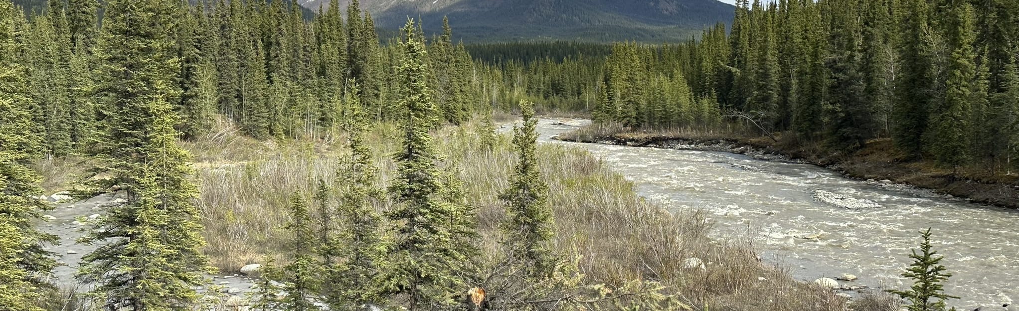 Riley Creek Trail: 7 Reviews, Map - Alaska | AllTrails