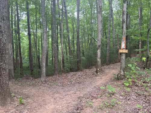 10 Best Easy Trails in Blue Ridge | AllTrails