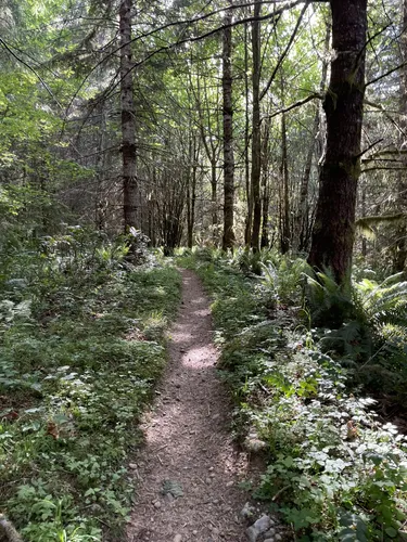 2023 Best Waterfall Trails in Capitol State Forest | AllTrails