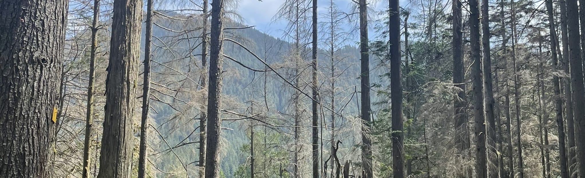 Big Cedar: 306 Reviews, Map - British Columbia, Canada | AllTrails