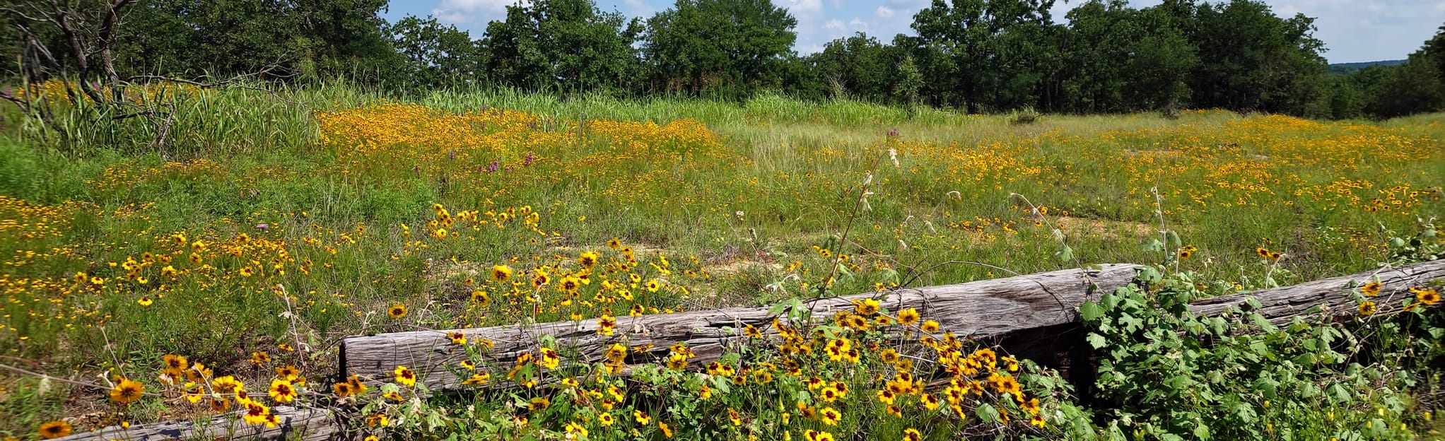 Cross Timbers Back Country Trail Loop, Texas - 284 Reviews, Map | AllTrails