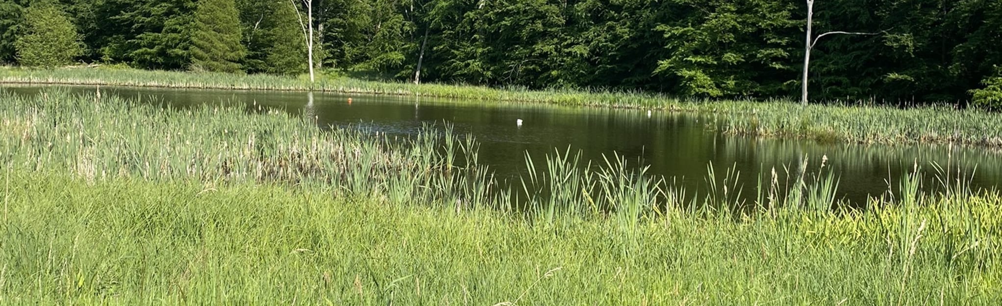 Solbjerg Engsø - Gribskov: 6 Reviews, Map - Capital Region of Denmark ...