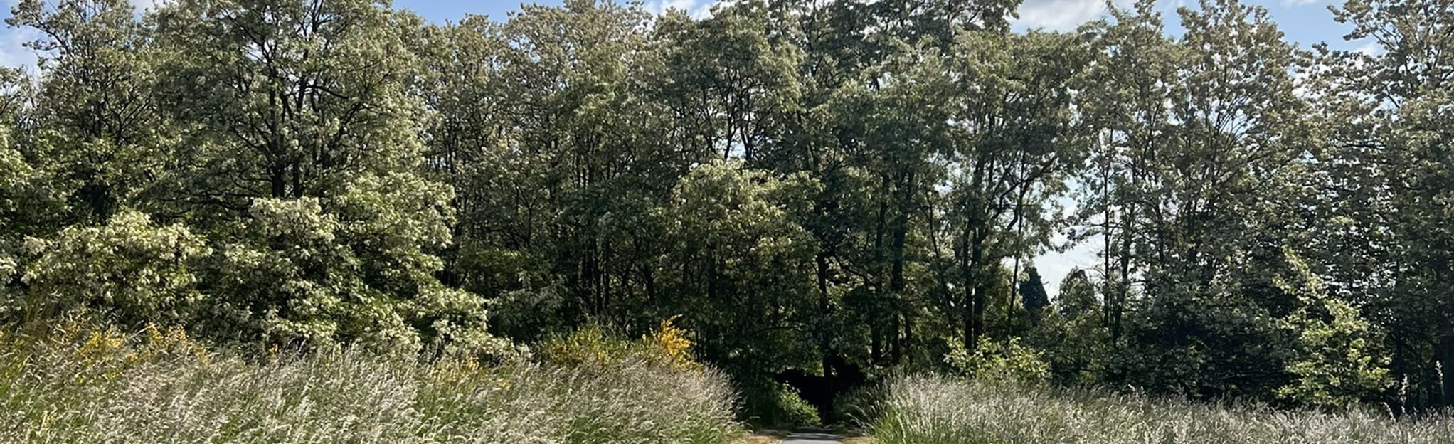 Waughop Lake MTB Course: 182 Reviews, Map - Washington | AllTrails