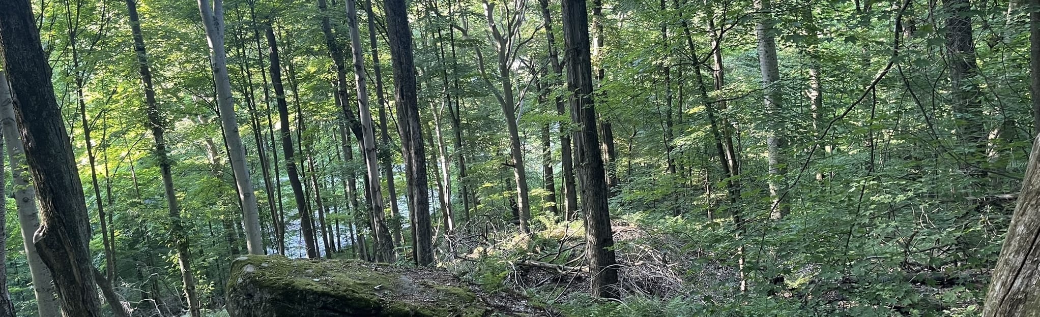 Doris Duke Woods Trail, Ohio - 30 Reviews, Map | AllTrails