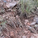 Red Butte Trail, Arizona - 218 Reviews, Map | AllTrails