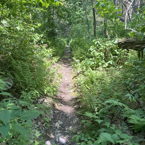 2023 Best Wild Flowers Trails in Pine Grove Mills | AllTrails