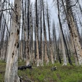 Cameron Lake Trail, Alberta, Canada - 284 Reviews, Map | AllTrails