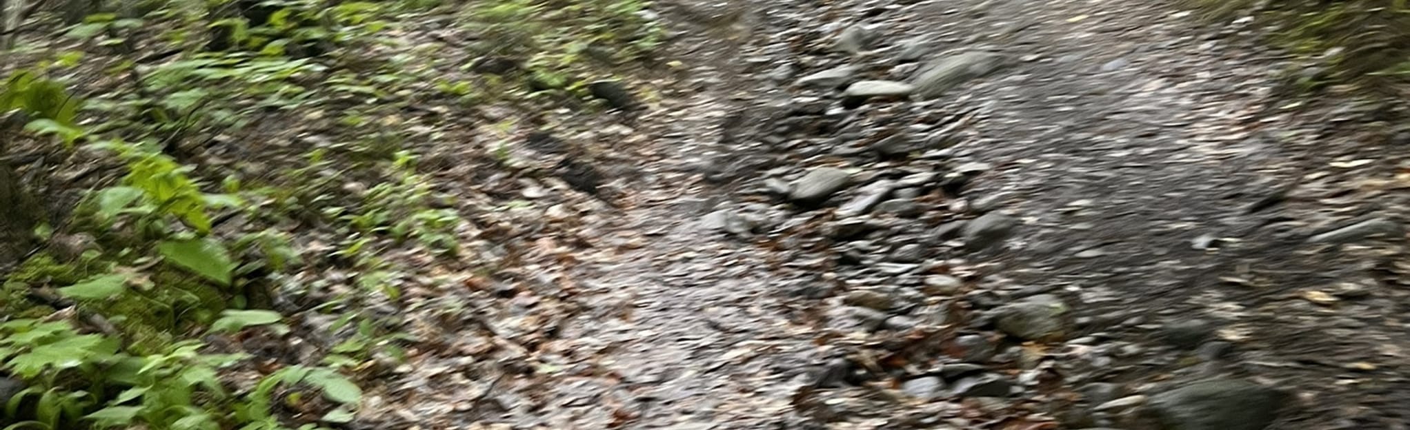 Daggett Rock Trail, Maine - 50 Reviews, Map | AllTrails