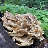 Deep Run Park Trails, Virginia - 1,201 Reviews, Map | AllTrails