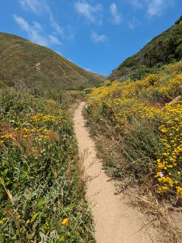 Best Hikes and Trails in Garrapata State Park | AllTrails
