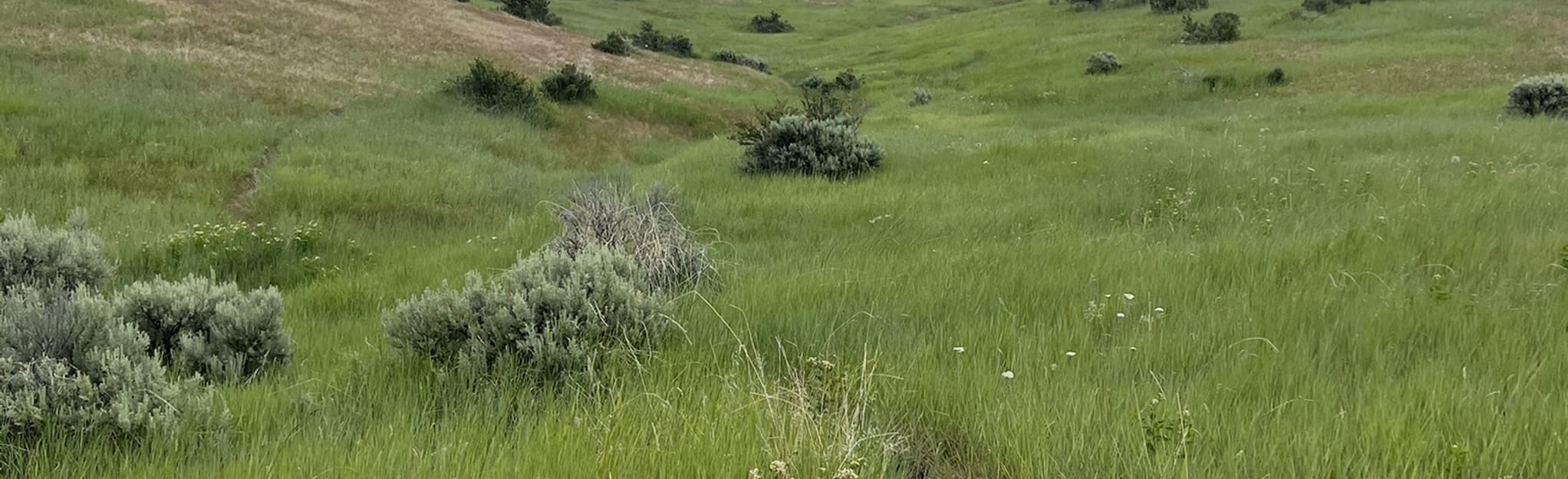 AllTrails | Ricochet and Whiptail Loop: 14 Reviews, Map - Idaho