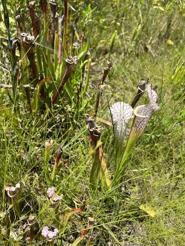 Best Hikes and Trails in Garcon Point Water Management Area | AllTrails