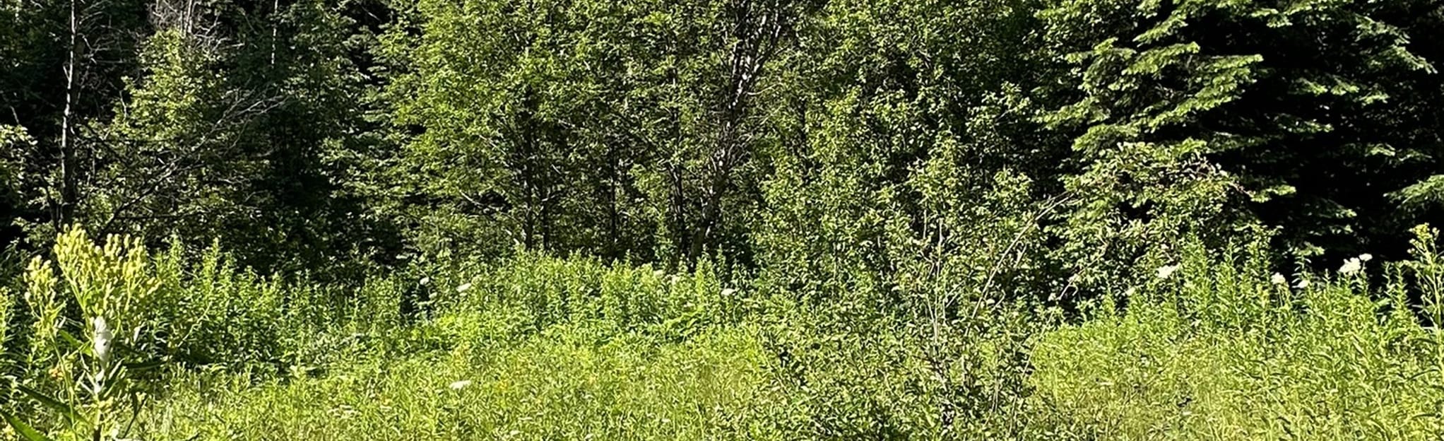 North Taneum Creek and Manastash Ridge OHV Trail, Washington - 7 ...