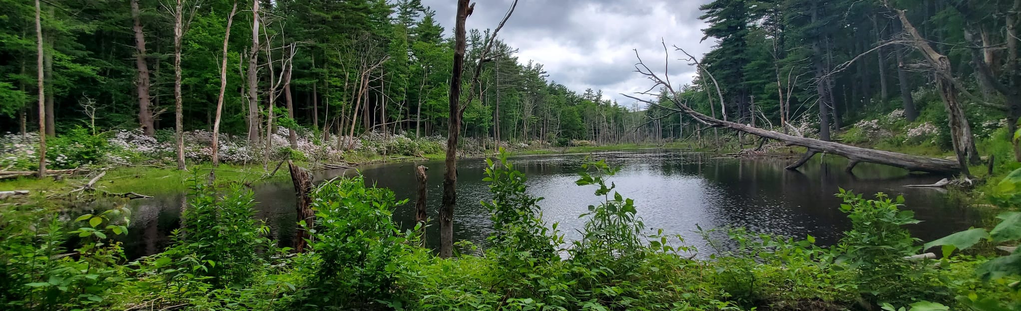 Wachuset Mountain via Bolton Pond, Semuhenna, and Old Indian Trail: 4 ...