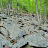 Butternut Trail, Pennsylvania - 199 Reviews, Map | AllTrails