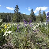 Sagehen Creek Loop, California - 852 Reviews, Map | AllTrails