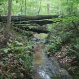 Bridge Loop Trail and Lake Loop Trail, Georgia - 840 Reviews, Map ...