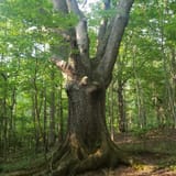 Bridge Loop Trail and Lake Loop Trail, Georgia - 840 Reviews, Map ...