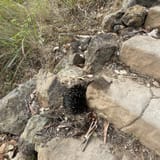 Mt Louisa Walking Track, Queensland, Australia - 231 Reviews, Map ...