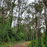 Gerbode Valley Loop, California - 490 Reviews, Map | AllTrails