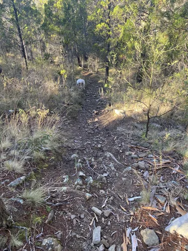 Best Hikes and Trails in Cooma North Reserve | AllTrails