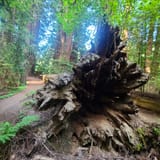 Rockefeller Loop Trail, California - 539 Reviews, Map | AllTrails