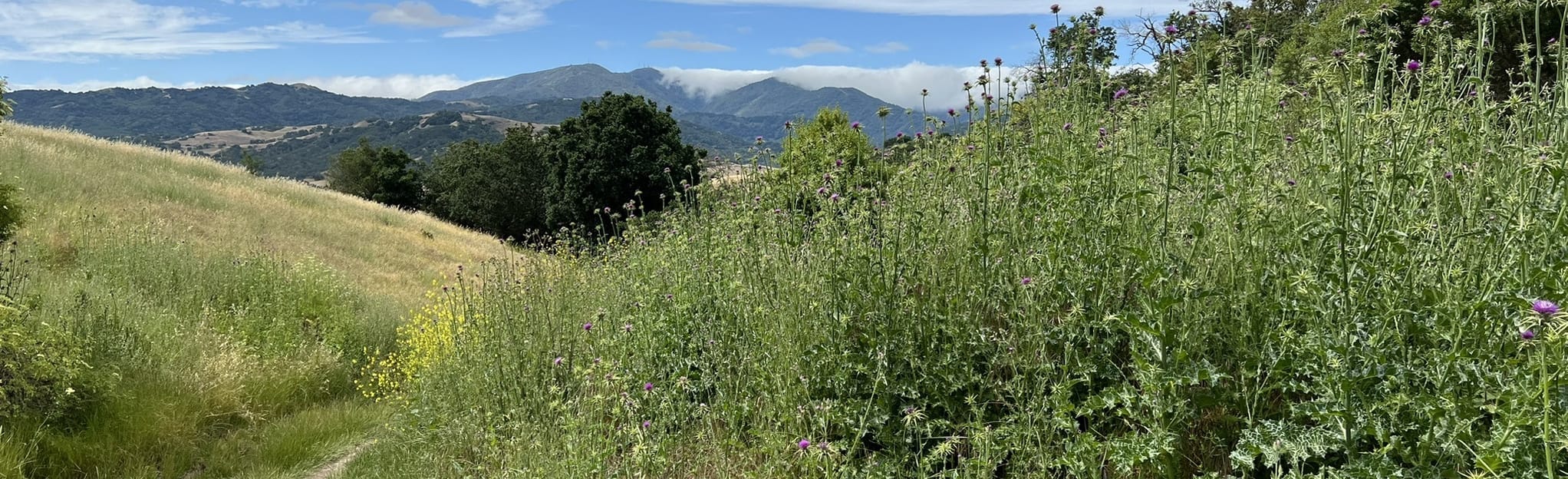 Santa Teresa Mine Loop, California - 378 Reviews, Map | AllTrails