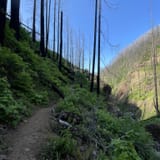 Oneonta Gorge Trail, Oregon - 658 Reviews, Map | AllTrails