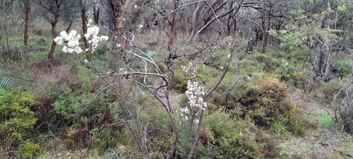 Best Hikes and Trails in Paganoni Swamp Reserve | AllTrails