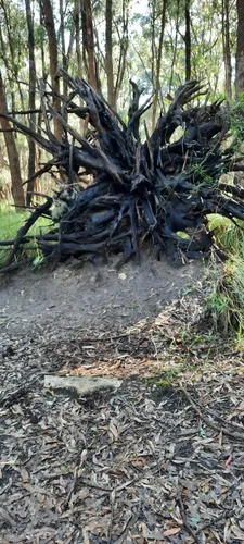 Best Hikes and Trails in Paganoni Swamp Reserve | AllTrails