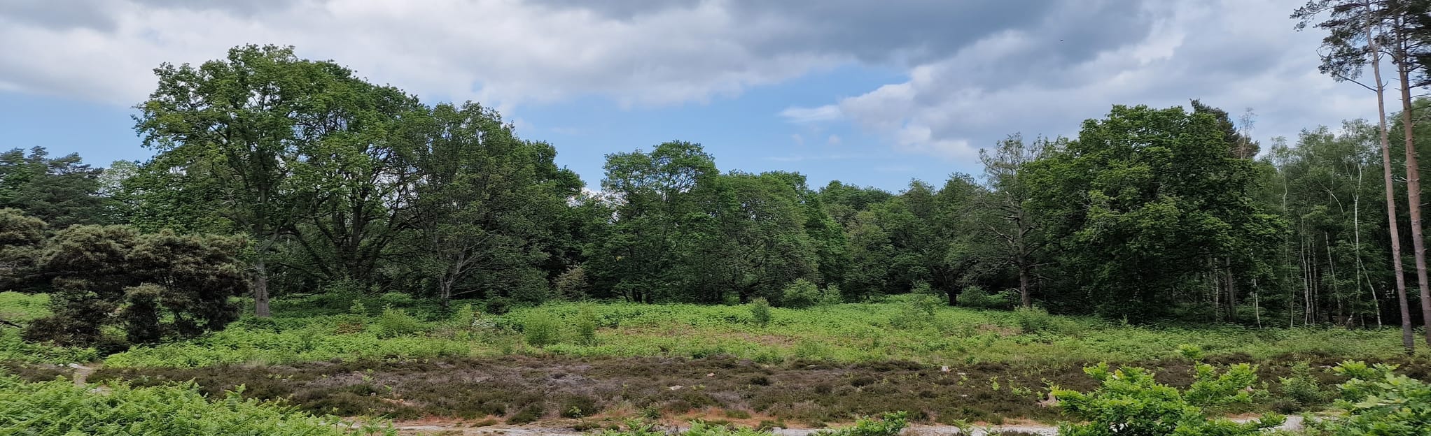 Reigate and Buckland Circular, Surrey, England - 25 Reviews, Map ...