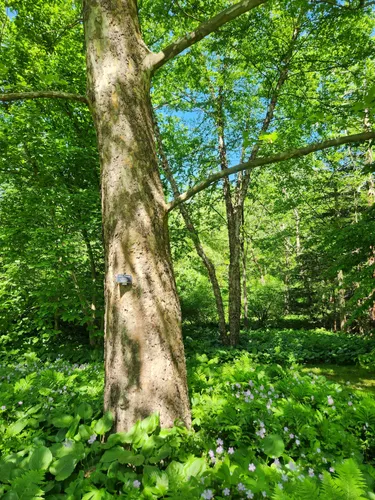 Best Hikes and Trails in Tyler Arboretum | AllTrails