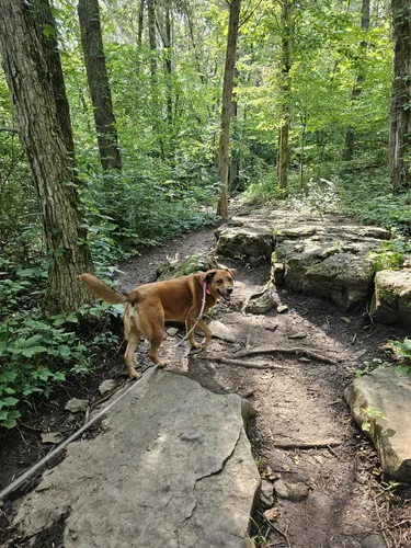 Best Hikes and Trails in Edwin Warner Park | AllTrails