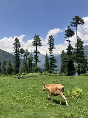 2023 Best Long Trails in Manali Wildlife Sanctuary | AllTrails