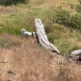 Metate Trail, California - 240 Reviews, Map | AllTrails