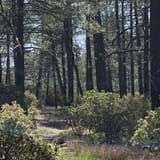 Metate Trail, California - 225 Reviews, Map | AllTrails
