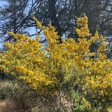 Metate Trail, California - 240 Reviews, Map | AllTrails