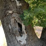 Metate Trail, California - 225 Reviews, Map | AllTrails