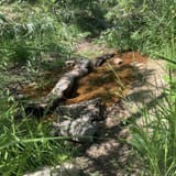 Metate Trail, California - 240 Reviews, Map | AllTrails