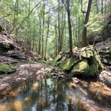 Dismals Canyon, Alabama - 278 Reviews, Map | AllTrails