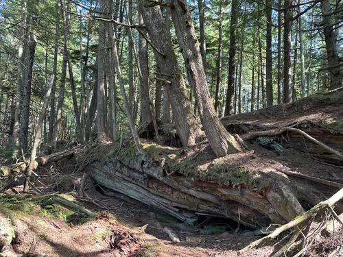 Bere Point Regional Park: de beste routes om te wandelen | AllTrails