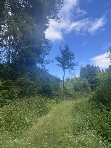 2023 Best Forest Trails in Crychan Forest | AllTrails