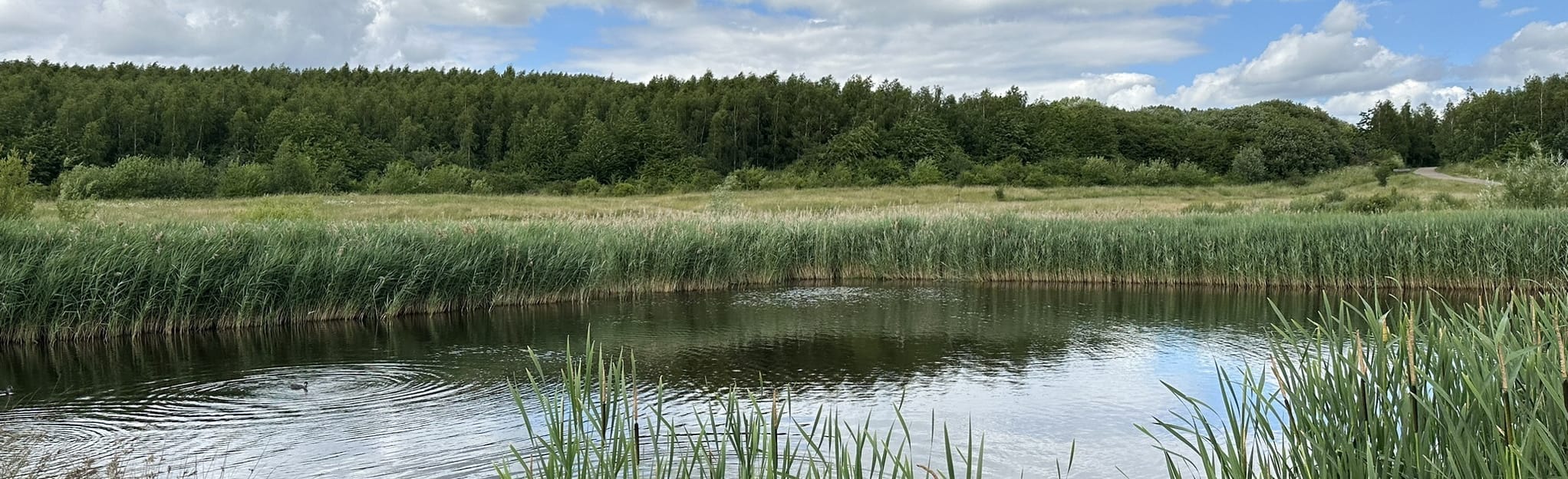 Gedling Country Park Trail: 148 Reviews, Map - Nottinghamshire, England ...