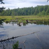 Inman Pond Trail, New York - 321 Reviews, Map | AllTrails