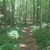 Inman Pond Trail, New York - 321 Reviews, Map | AllTrails