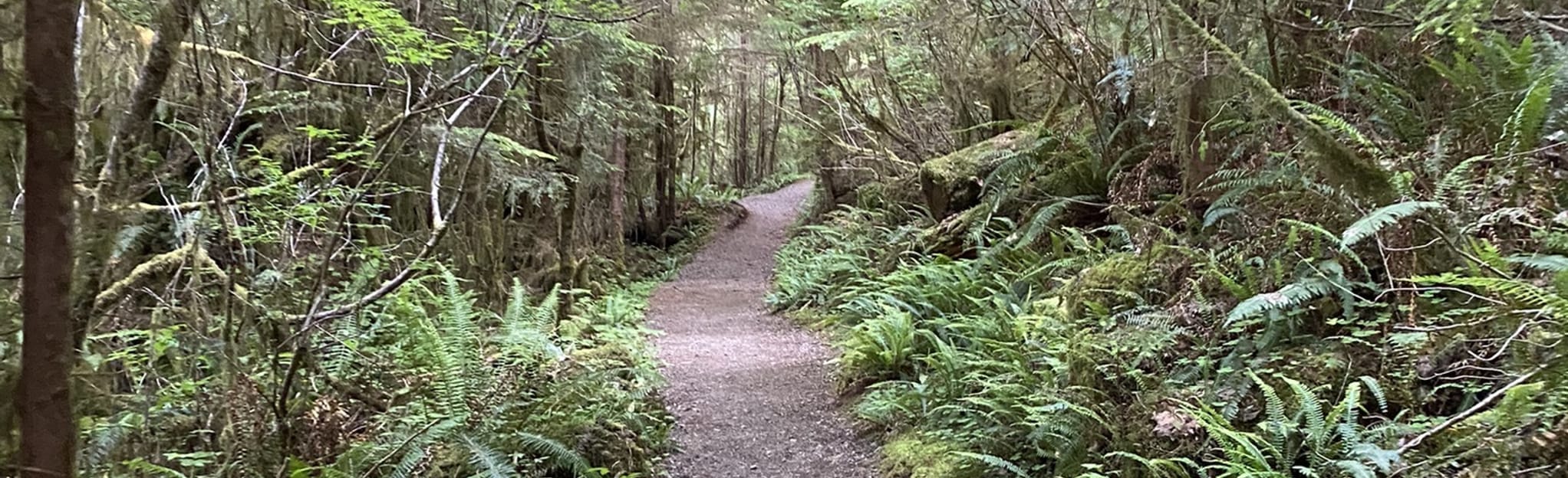 Falls Creek via Quinault Loop Trail: 47 Reviews, Map - Washington ...
