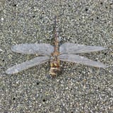 Miner's Ridge Trail, Clintonia Trail, and Gold Bluffs Beach Loop ...